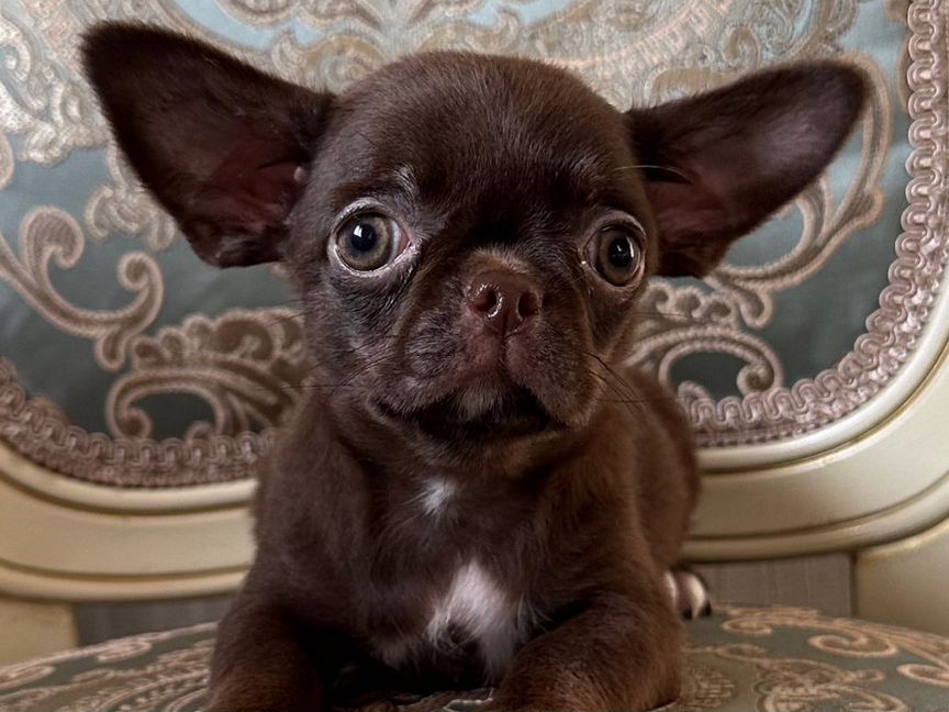 Шоколадный курносик