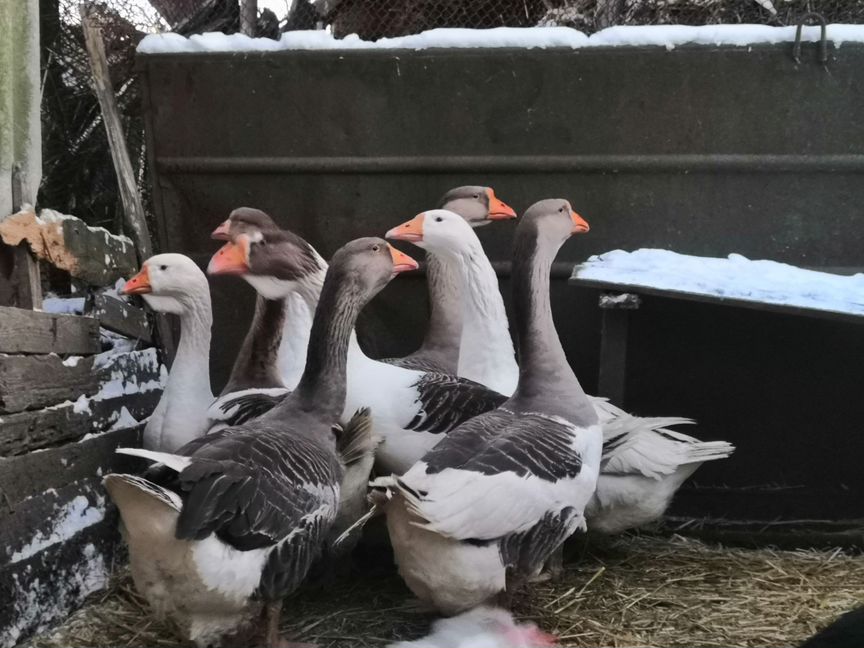 Гуси холмогор-тулуз-тульский