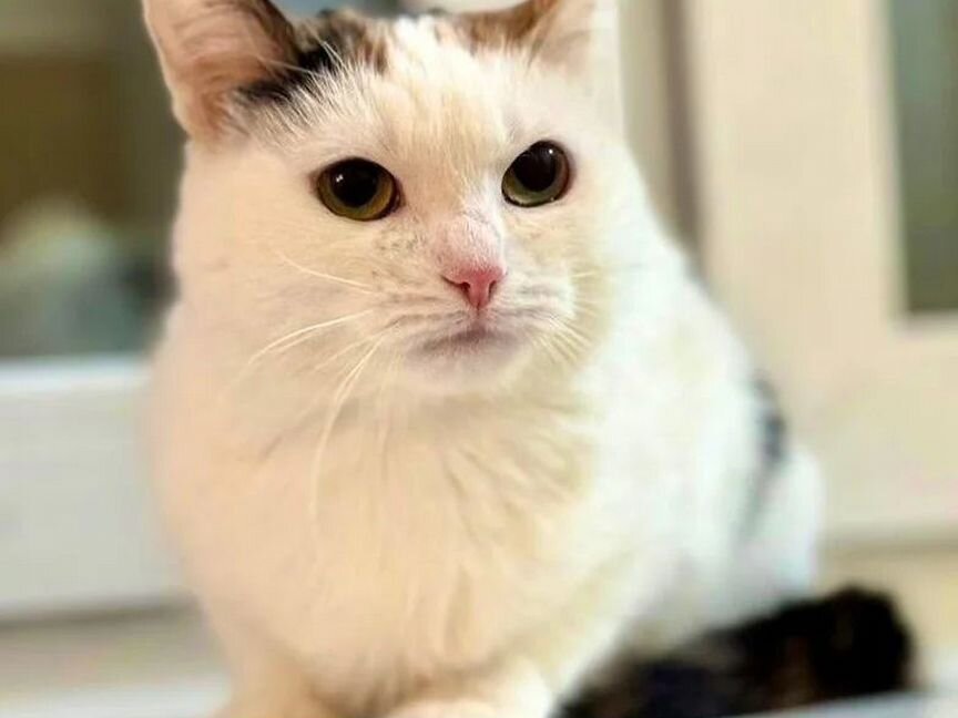 Кошечка Горошинка в добрые руки