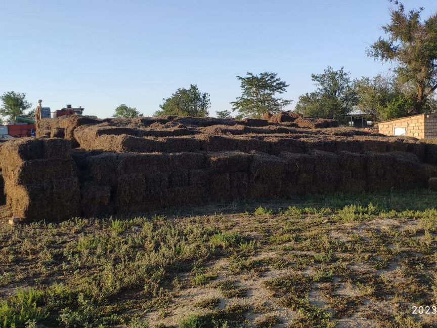 Тюки гороховая солома