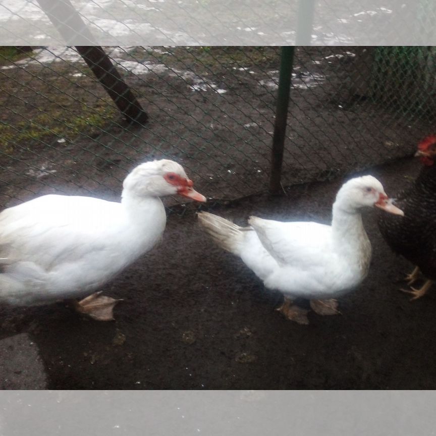 Мускусные утки