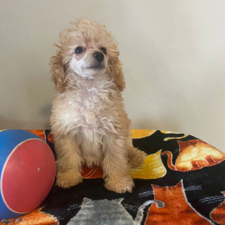 Той-пудель девочки