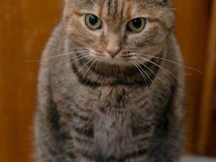 Кошка Китти в добрые руки