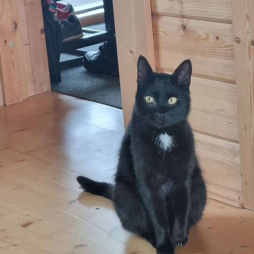 Отдам кота в добрые руки бесплатно