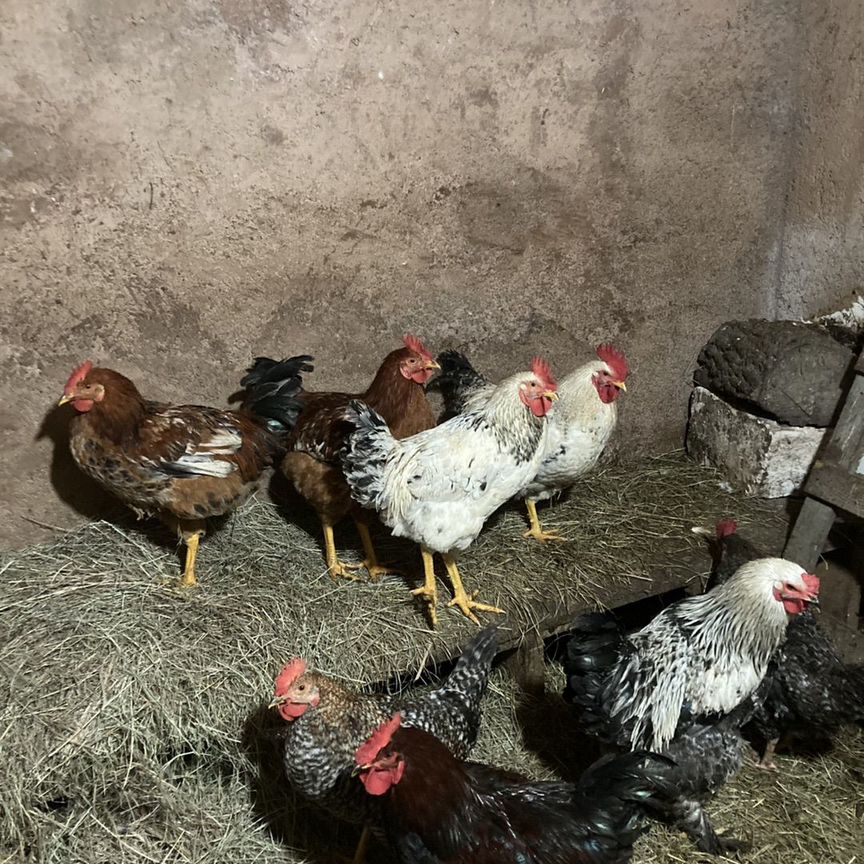 Петухи домашние на племя