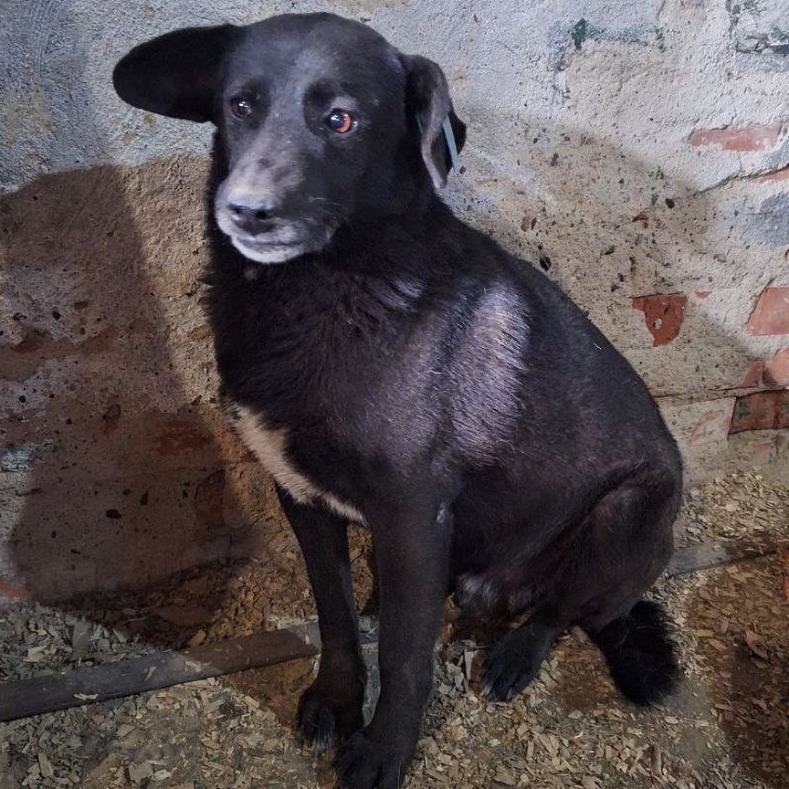 Взрослый пёс в добрые руки