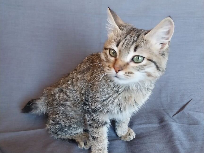 Котенок с тяжелой судьбой в добрые руки