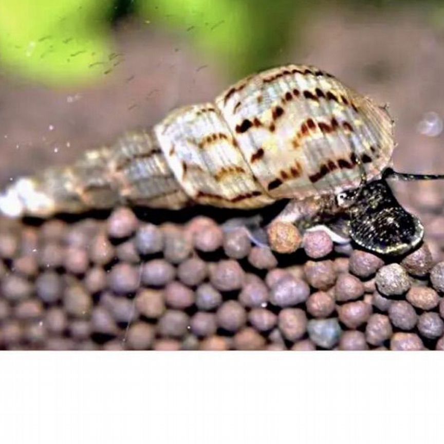 Улитка мелания