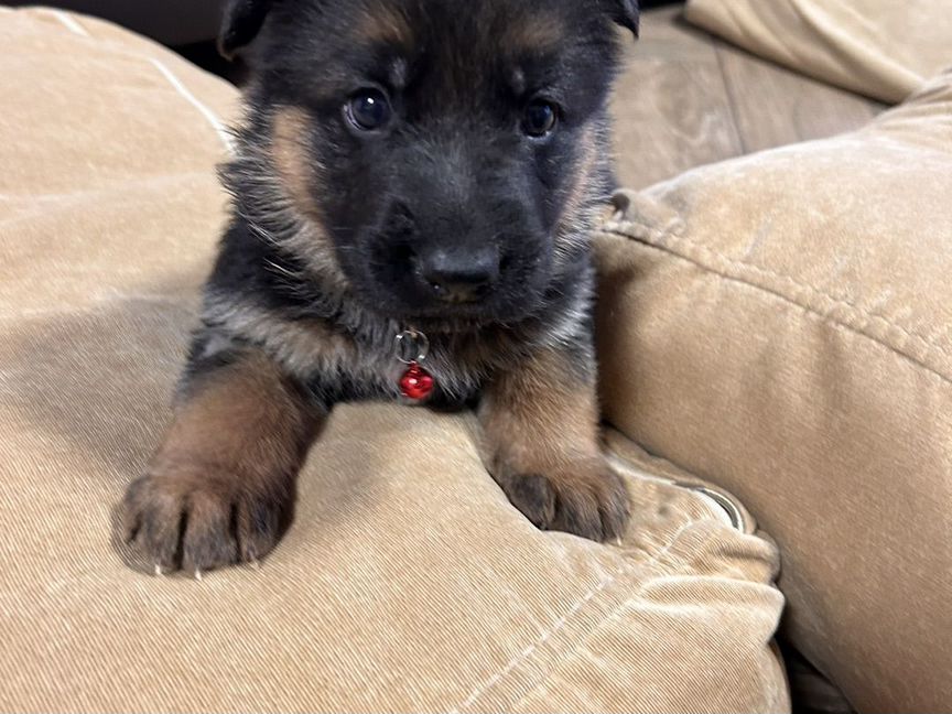 Немецкая овчарка