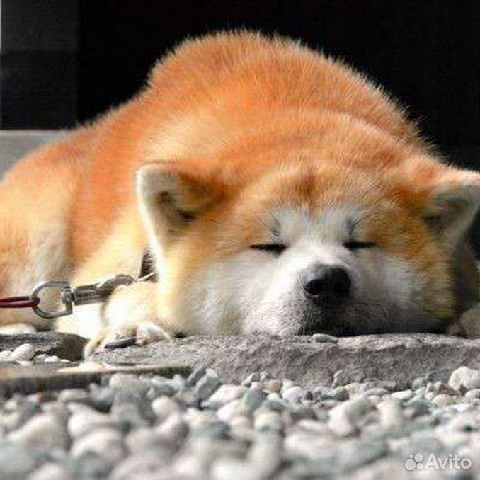 Щенки акита ину(Хатико) бронь