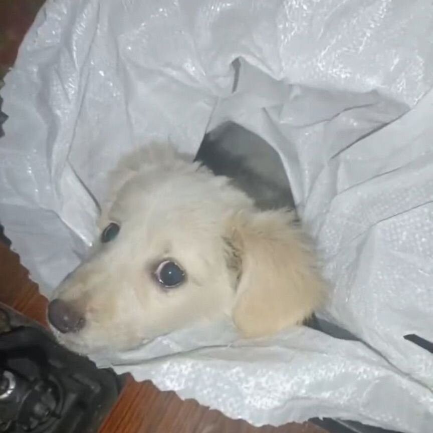 Щенок из леса в добрые руки