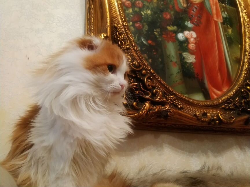 Кот