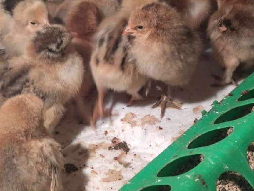 Цыплята Брамы куропатчатые. Яйцо Брама в инкубатор