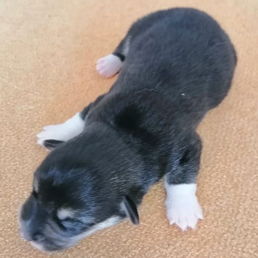 Мальчики и девочки коржики