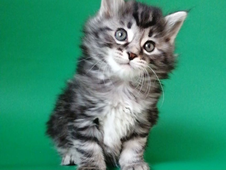 Курильские котята