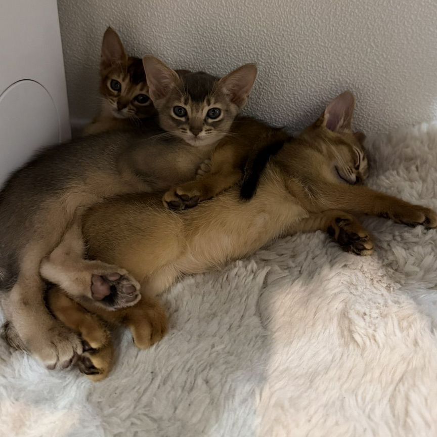 Абиссинский котёнок