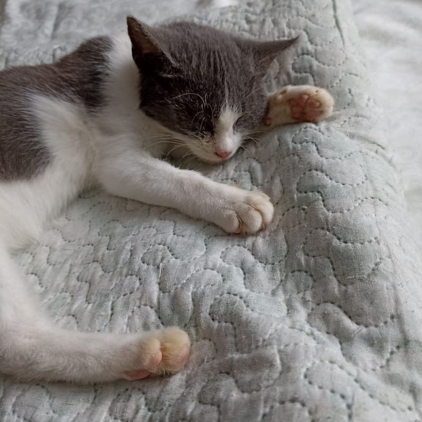 Кошечка в добрые руки