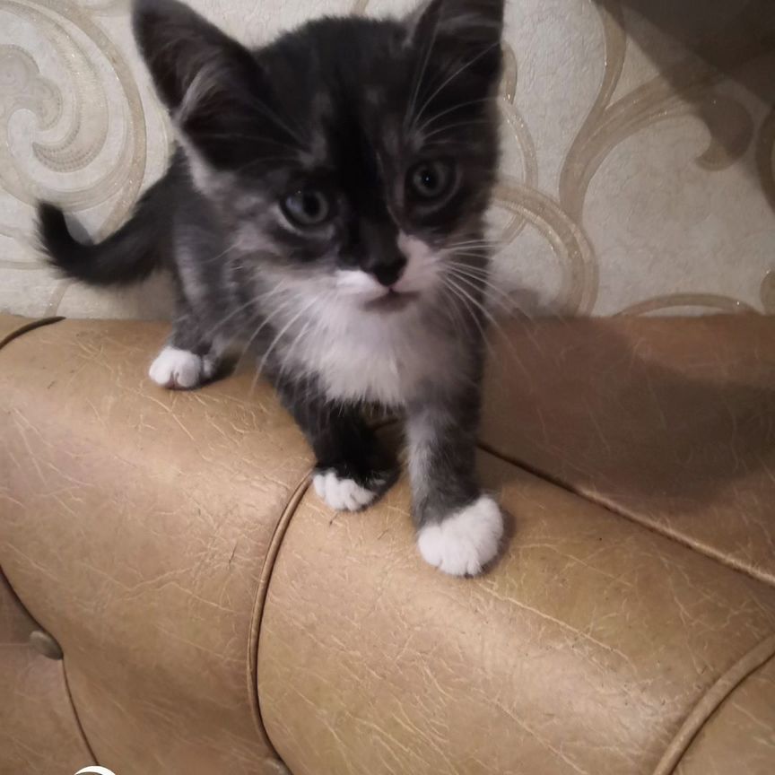 Котенок в добрые руки