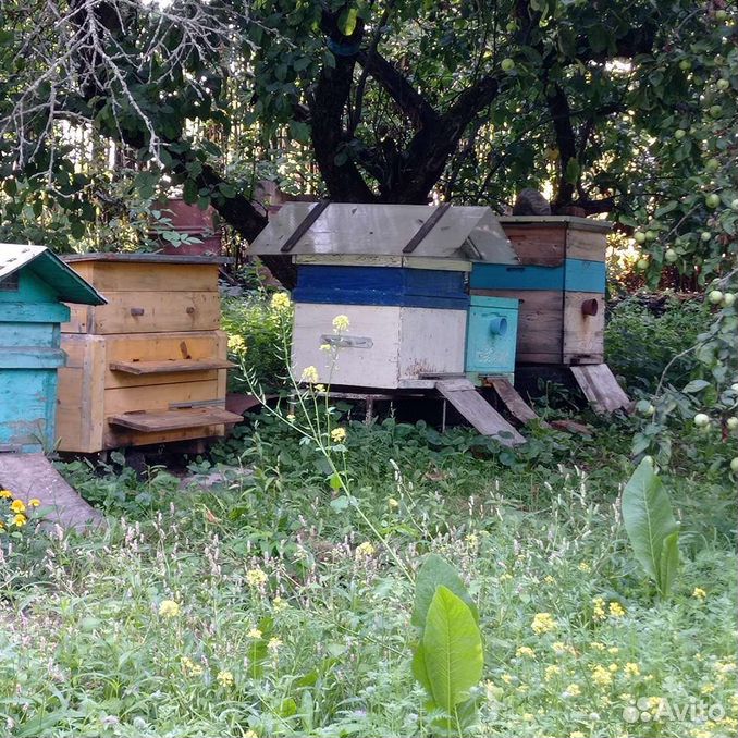 Пчелосемьи зимовалые, бакфаст, карника