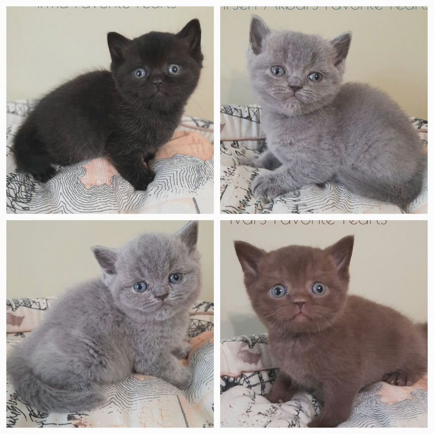 Британские котята