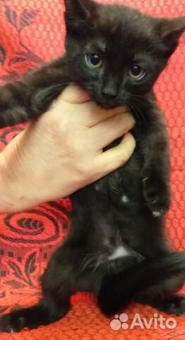 Котомальчик 2 мес