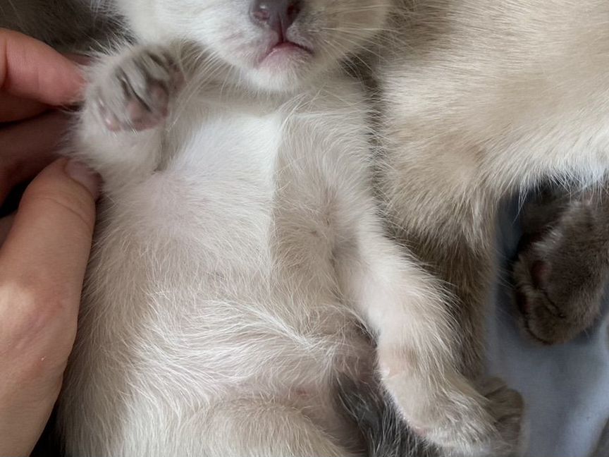 Котёнок тайская