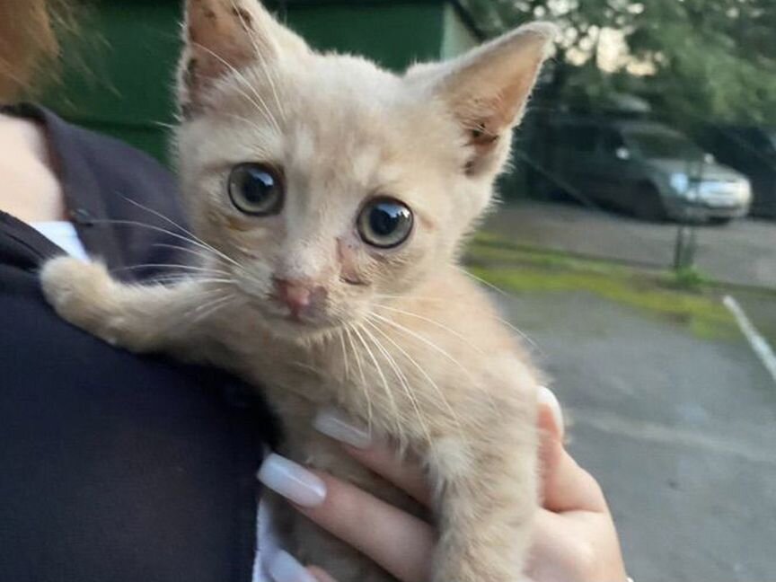 Рыжий котенок в добрые руки бесплатно