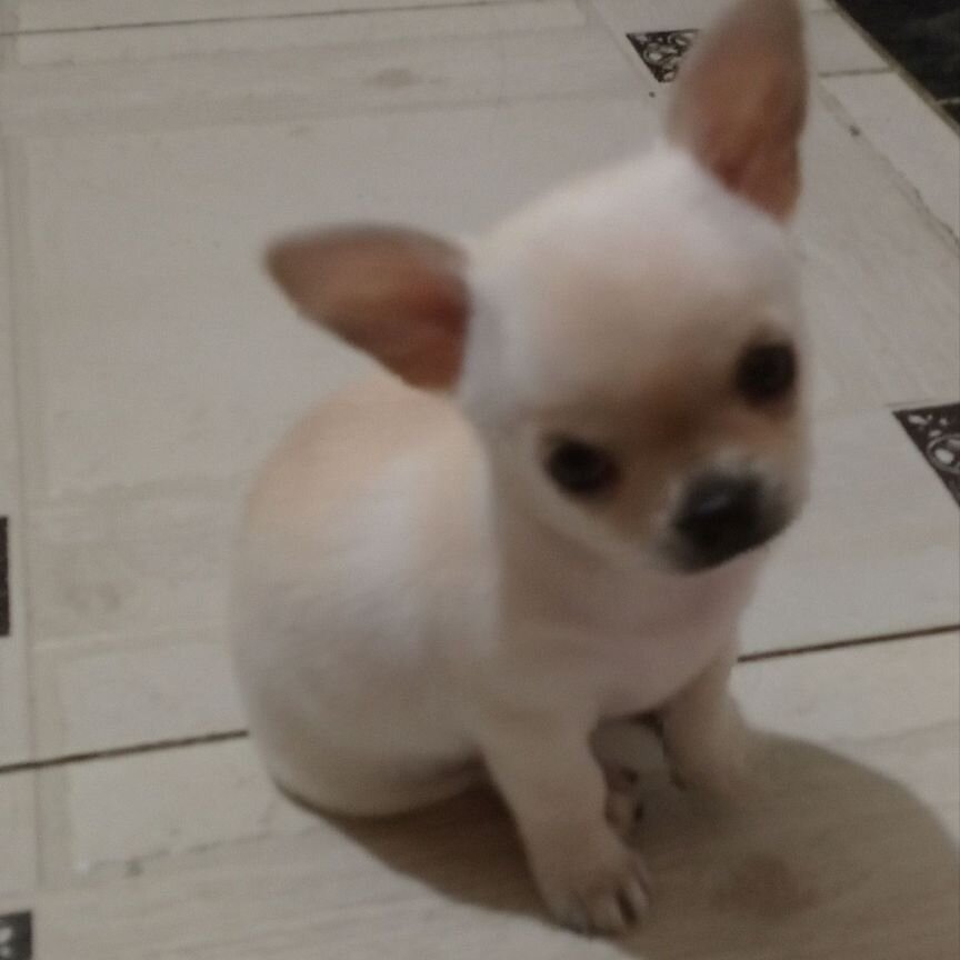 Чихуахуа, щенок