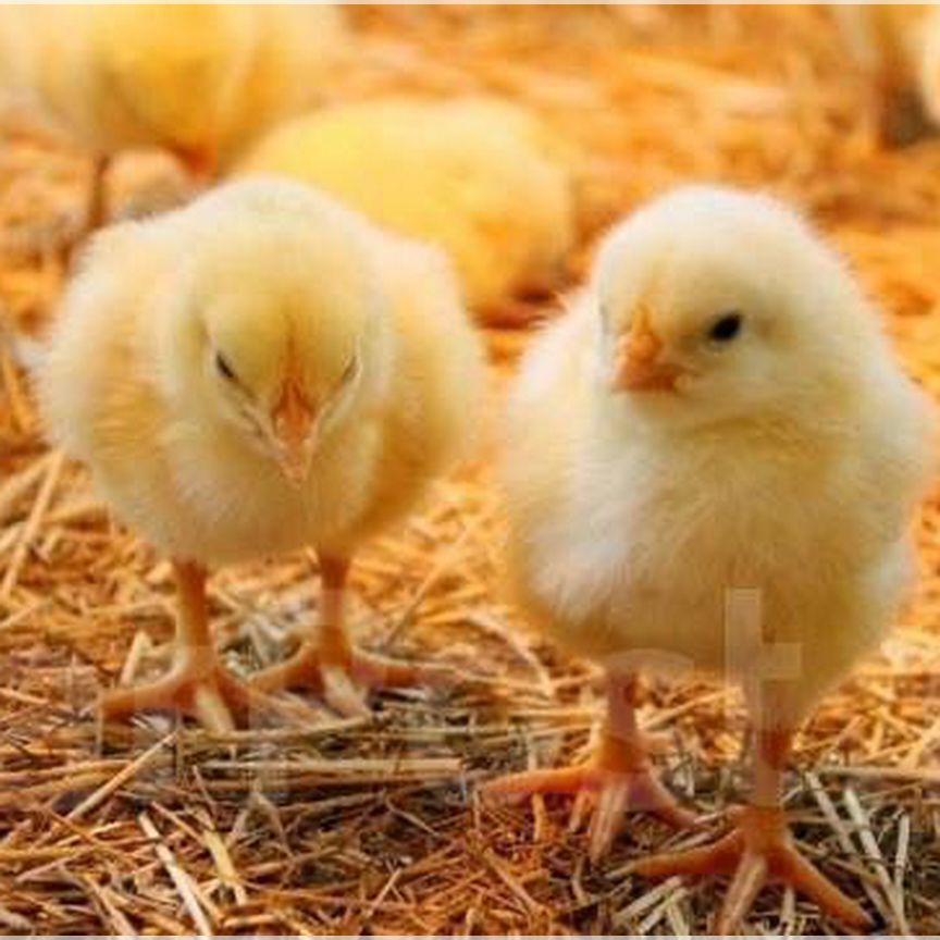 Подрощенные цыплята бройлера cobb 500