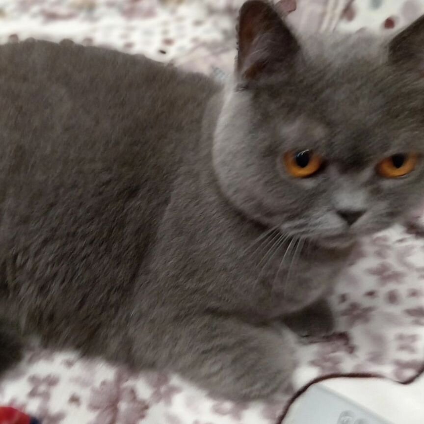 Кошка вислоухая британка