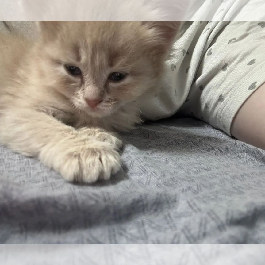 Шотландский вислоухий длинношёрстный котёнок