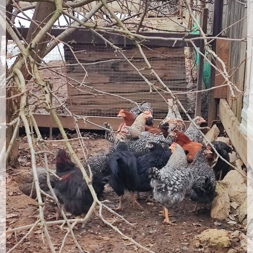 Петухи Доминанты