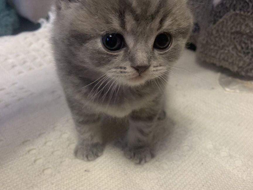 Британские котята