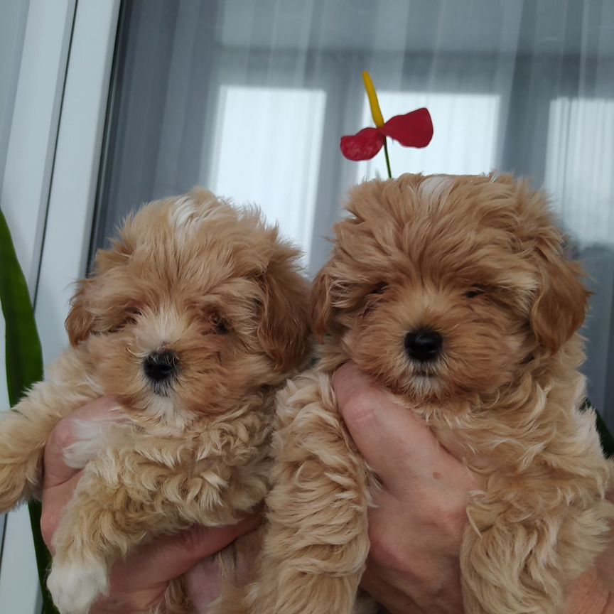 Мальтипу f1 mini бэби фейс