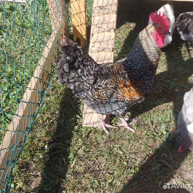 Петух доминант