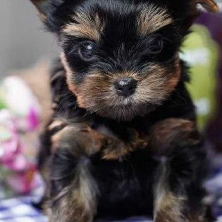 Йоркширский терьер мини