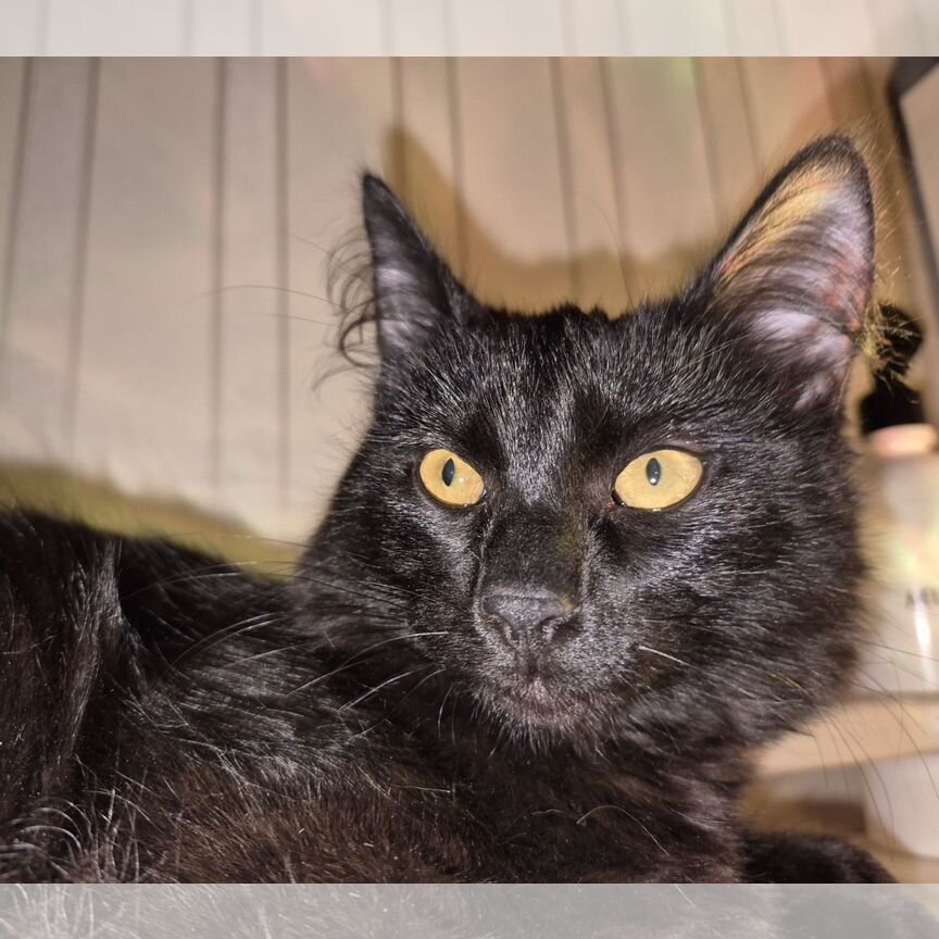 Взрослый кот в добрые руки