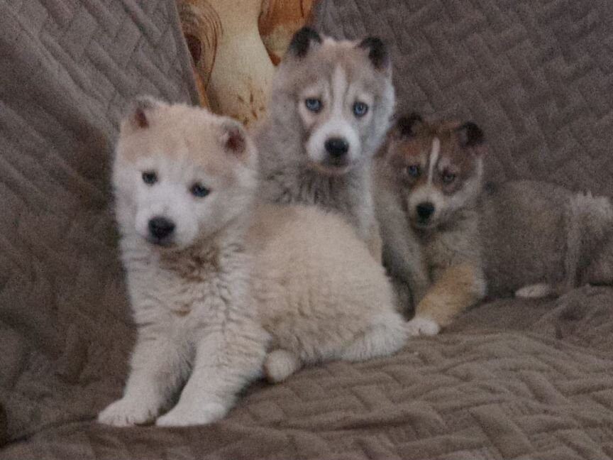 Продажа щенков хаски