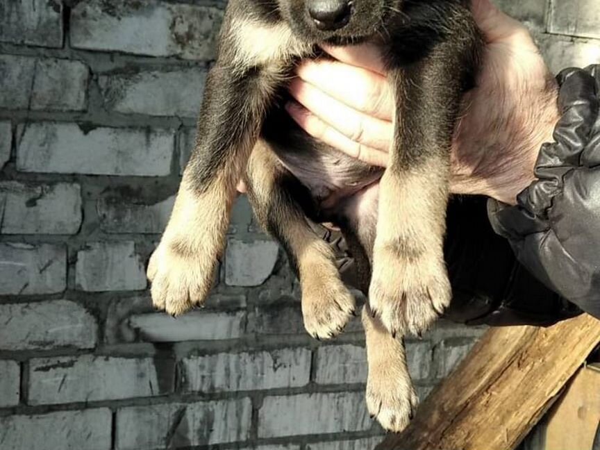 Приглашаем за щенками