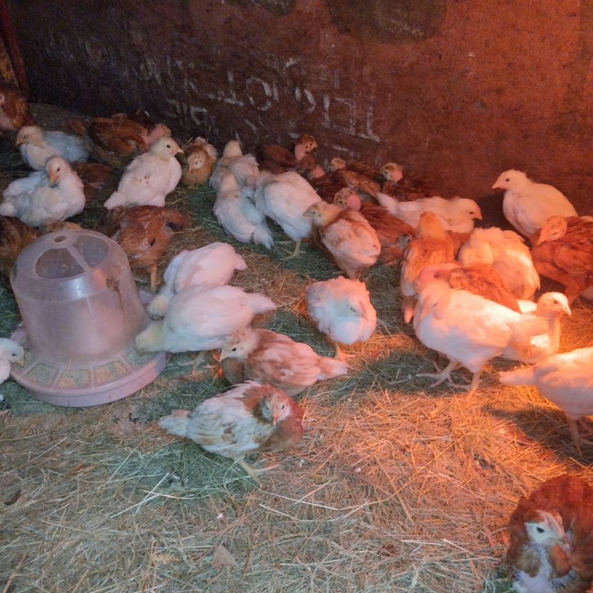 Цыплята несушки подрощенные 1 мес