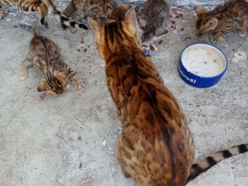 Бенгальская