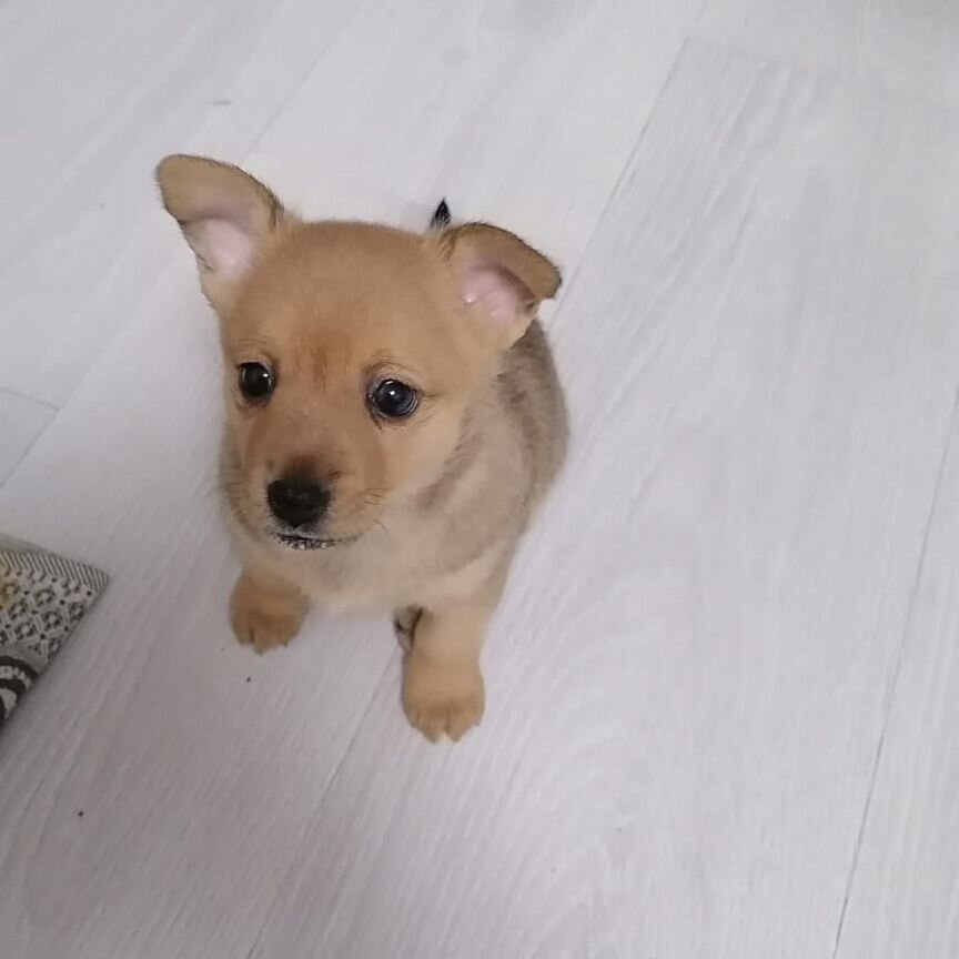 Щенки от маленькой собачки