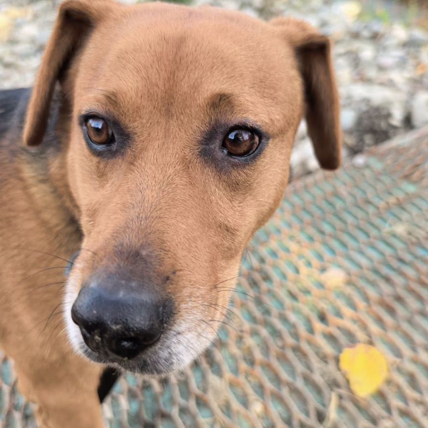 Взрослый пёс в добрые руки