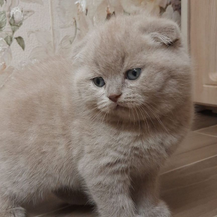 Шотландские вислоухие котята