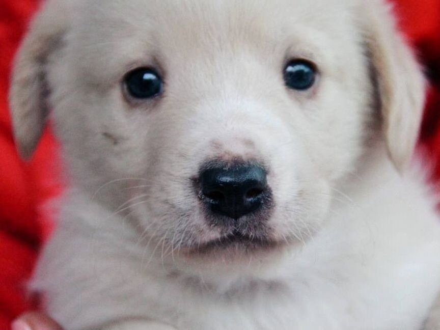 Щенок Овчарки в добрые руки