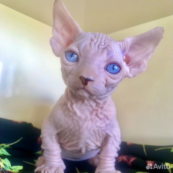 Котенок Минисфинкс Бамбино мальчик