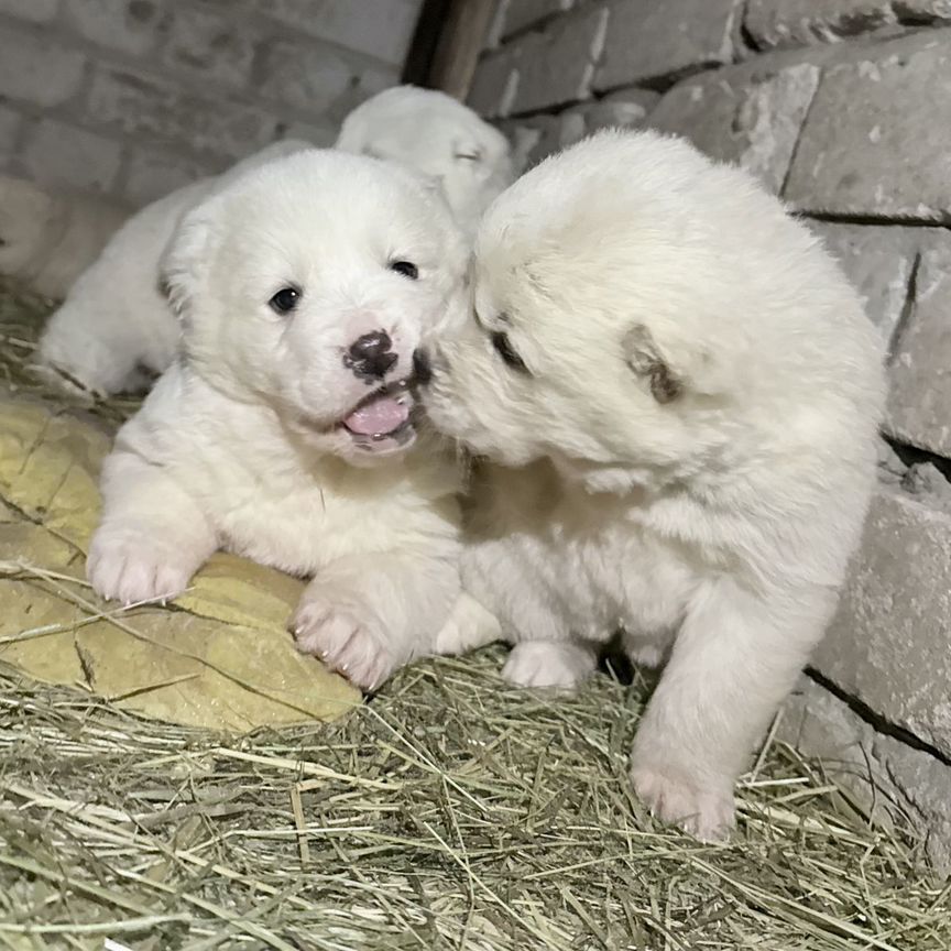 Среднеазиатская овчарка, щенок