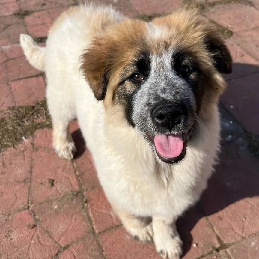 Щенок в добрые руки