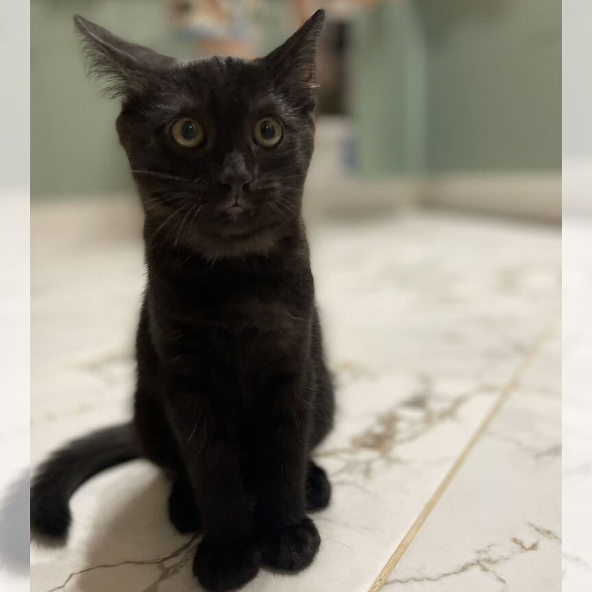 Отдам котенка в добрые руки