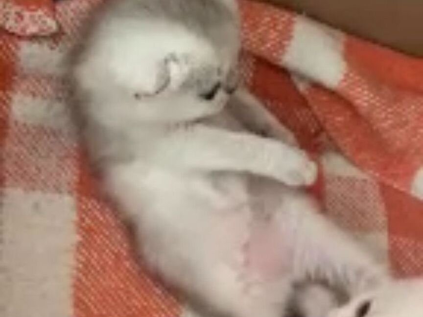 Кошки породистые